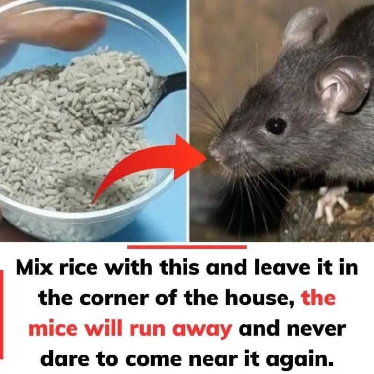 How to Chase Mice Effectively | Najukusnije vijesti