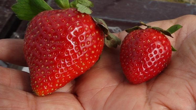 First Genetically Modified Strawberries to Hit Stores Soon ...