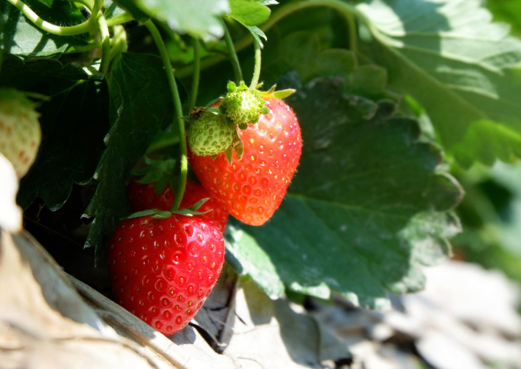 First Genetically Modified Strawberries to Hit Stores Soon ...