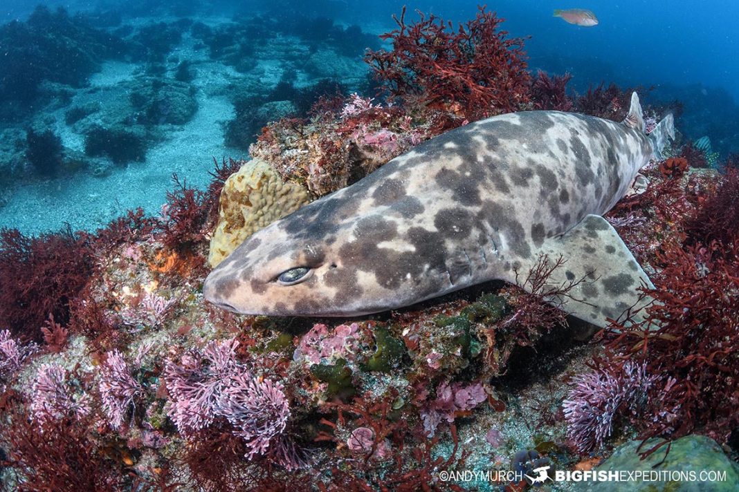 Deep sea camera captures footage of rare shark at the bottom of the ...