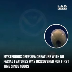 Mysterious deep sea creature with no facial features was discovered for ...