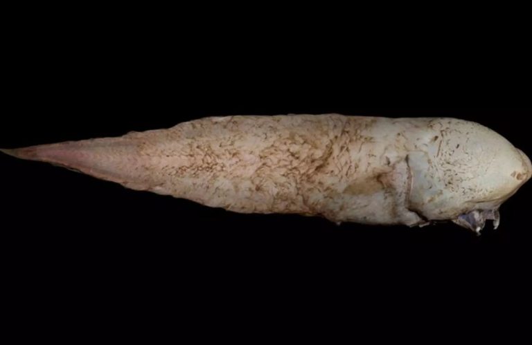 Mysterious deep sea creature with no facial features was discovered for ...