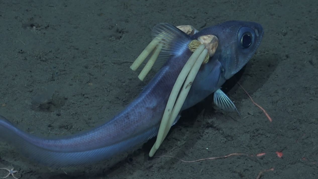 Mysterious deep sea creature with no facial features was discovered for ...