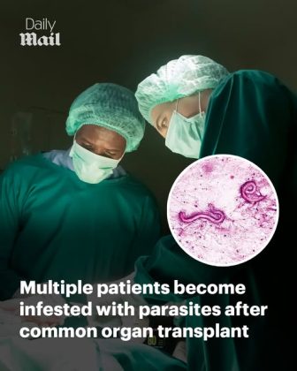 Men become infested with parasites after receiving infected organs ...