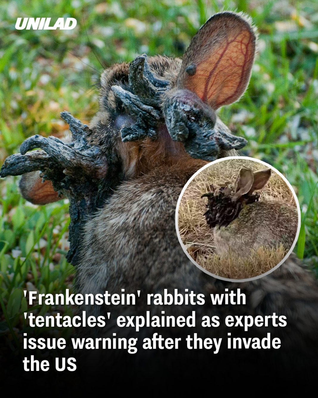 ‘Frankenstein’ rabbits with ‘tentacles’ explained as experts issue ...